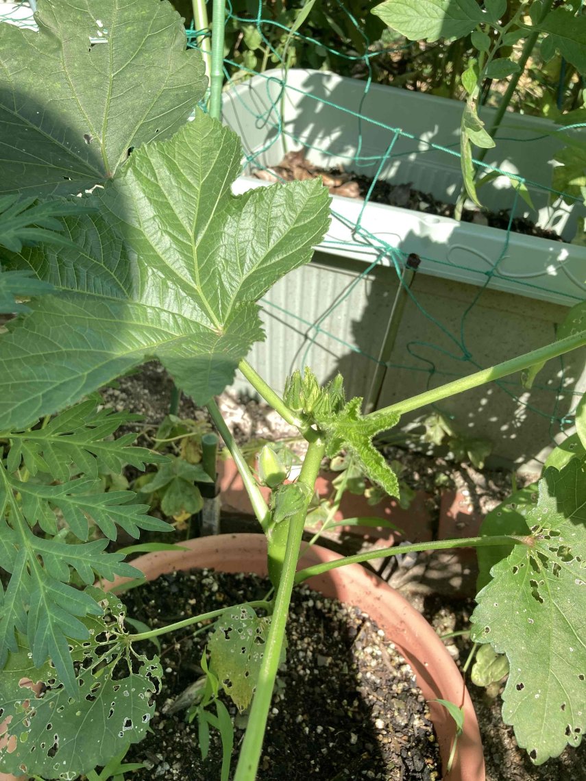 初めてのオクラ栽培 | 日刊わしら - HIROSHIMA DAILY WASHIRA