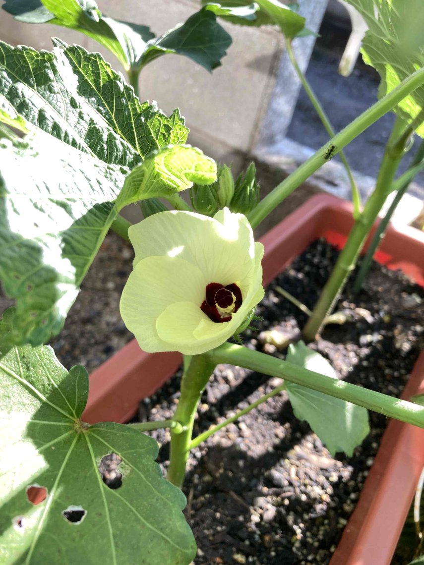 初めてのオクラ栽培 | 日刊わしら - HIROSHIMA DAILY WASHIRA