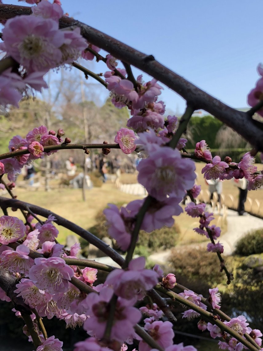 Maekawa Kou | 日刊わしら - HIROSHIMA DAILY WASHIRA